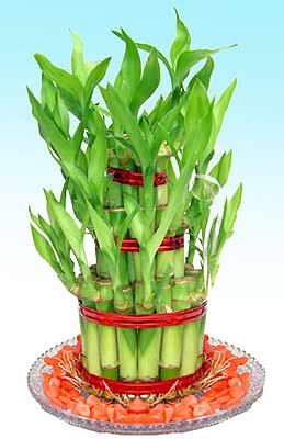 Online Gifts India, Lucky Bamboo Good Luck Tree, Online Gifts To India